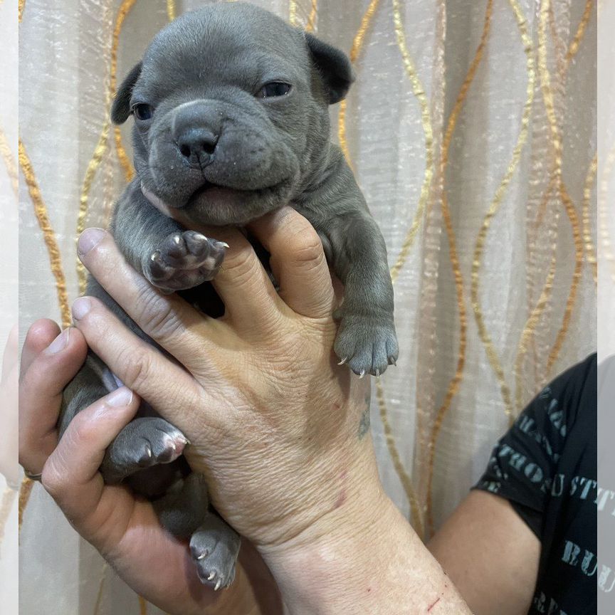 Американский булли, щенок