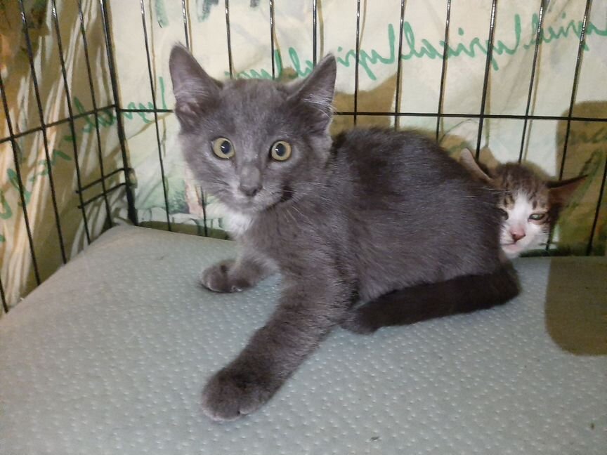 Чудесный котенок в добрые руки