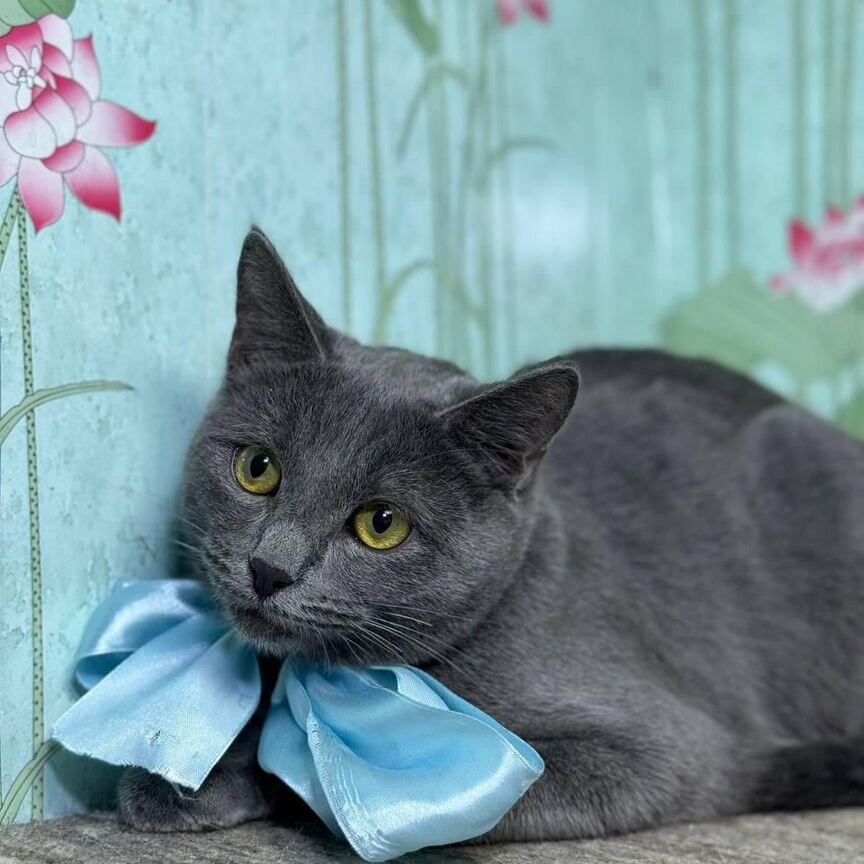 Амур хочет домой