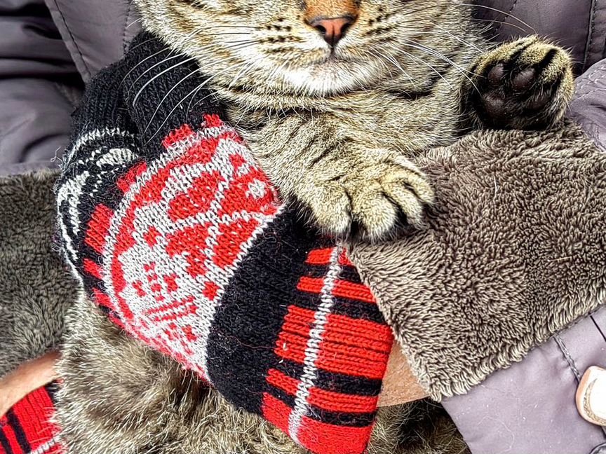 Кот Кабачок в добрые руки