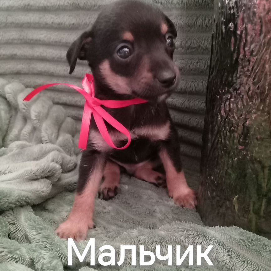 Продажа щенка породы русский той-терьер