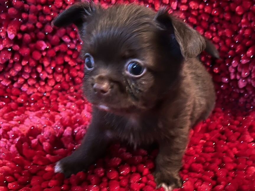 Чихопарень