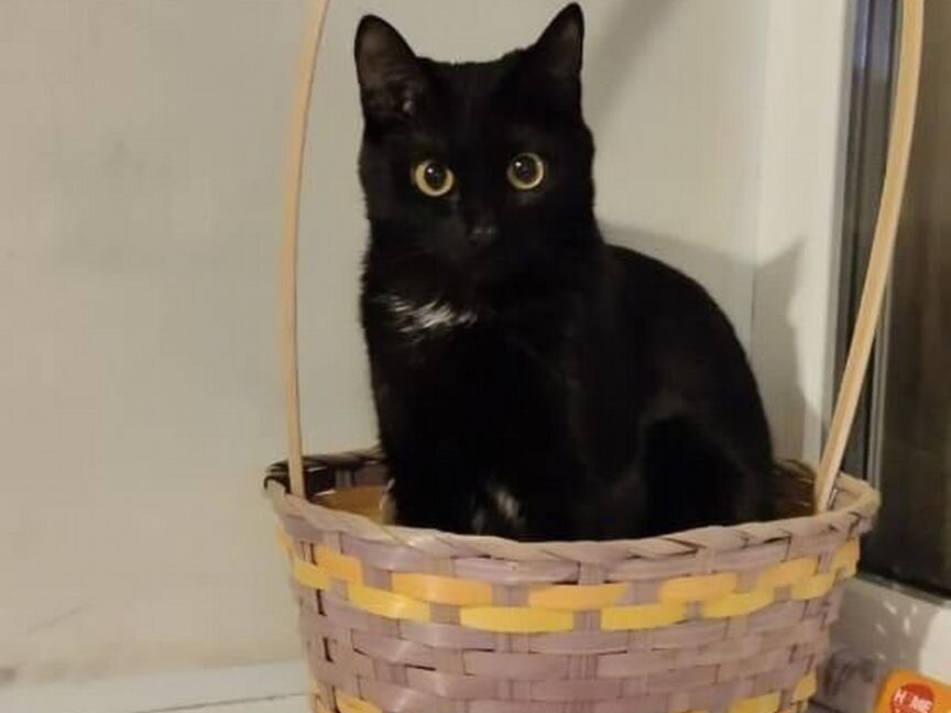 Кошка Алиса, отдаем бесплатно