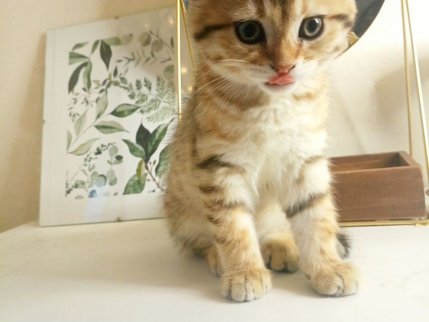 Котёнок девочка