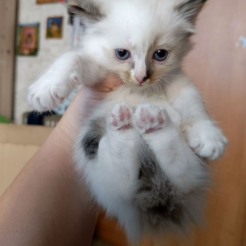 Котенок в добрые руки