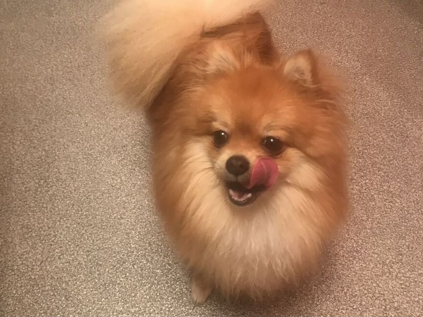 Померанский шпиц