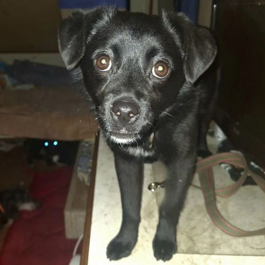 Взрослый пёс в добрые руки