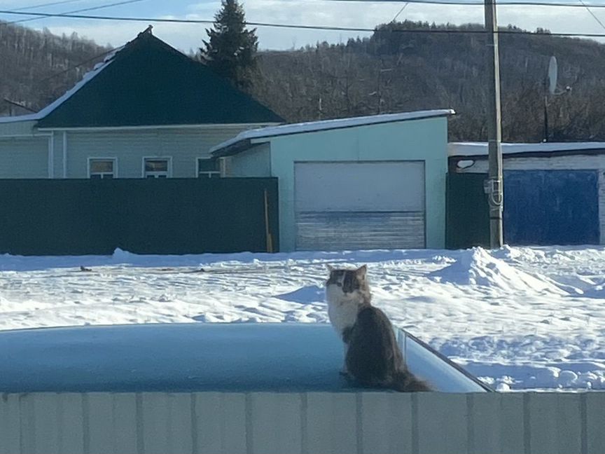 Кошки бесплатно