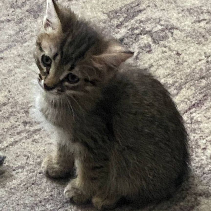 Котенок