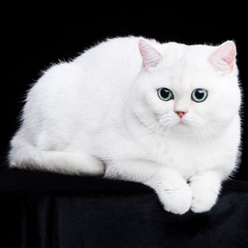 Британская короткошёрстная кошка, взрослая