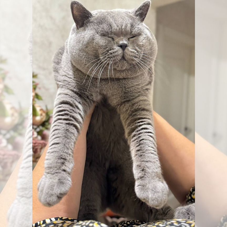 Британский короткошёрстный кот, взрослый