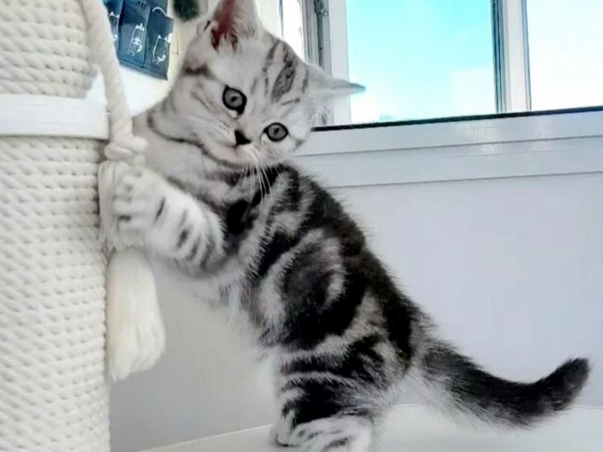 Мраморные Плюшки)