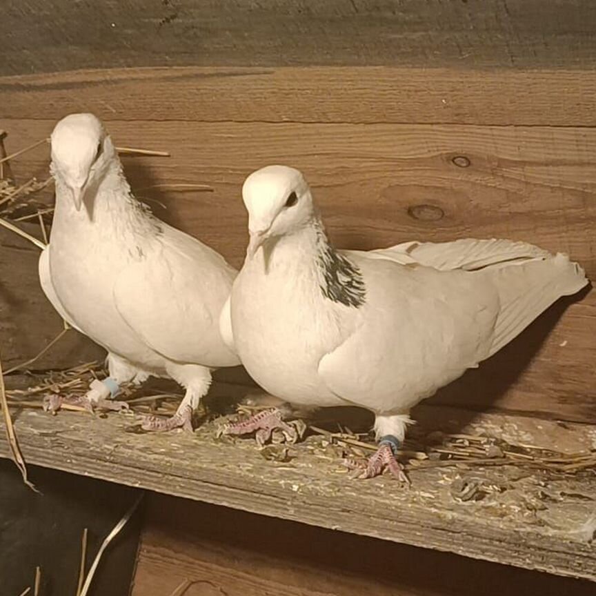 Продажа голубей