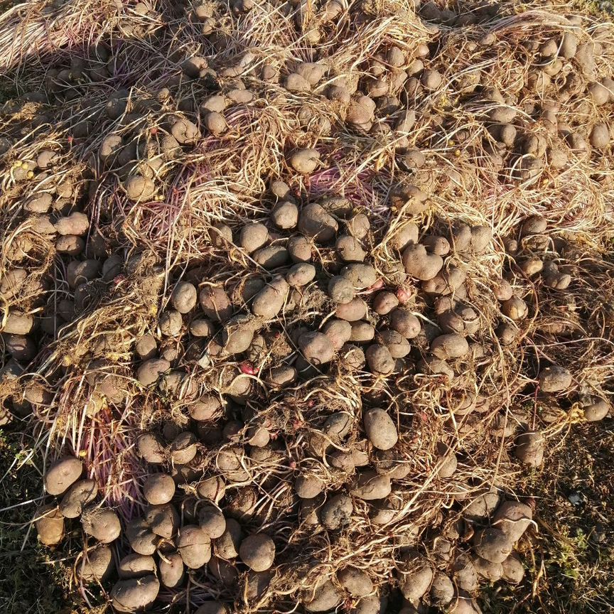 Продам картофель на корм скоту