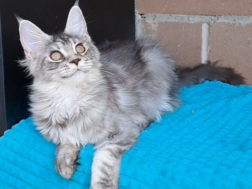 Котенок Мейн-кун
