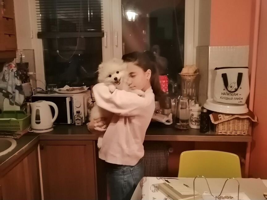 Шпиц померанский средний, дев