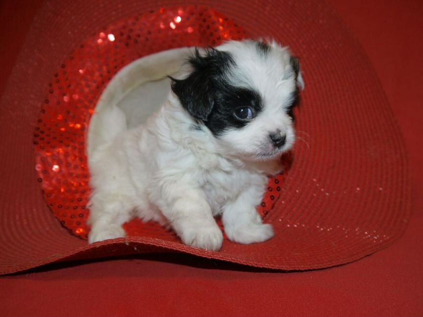 Чихуахуа + шпиц (помчи)