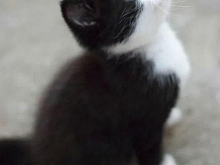 Котёнок Маркиза в дар