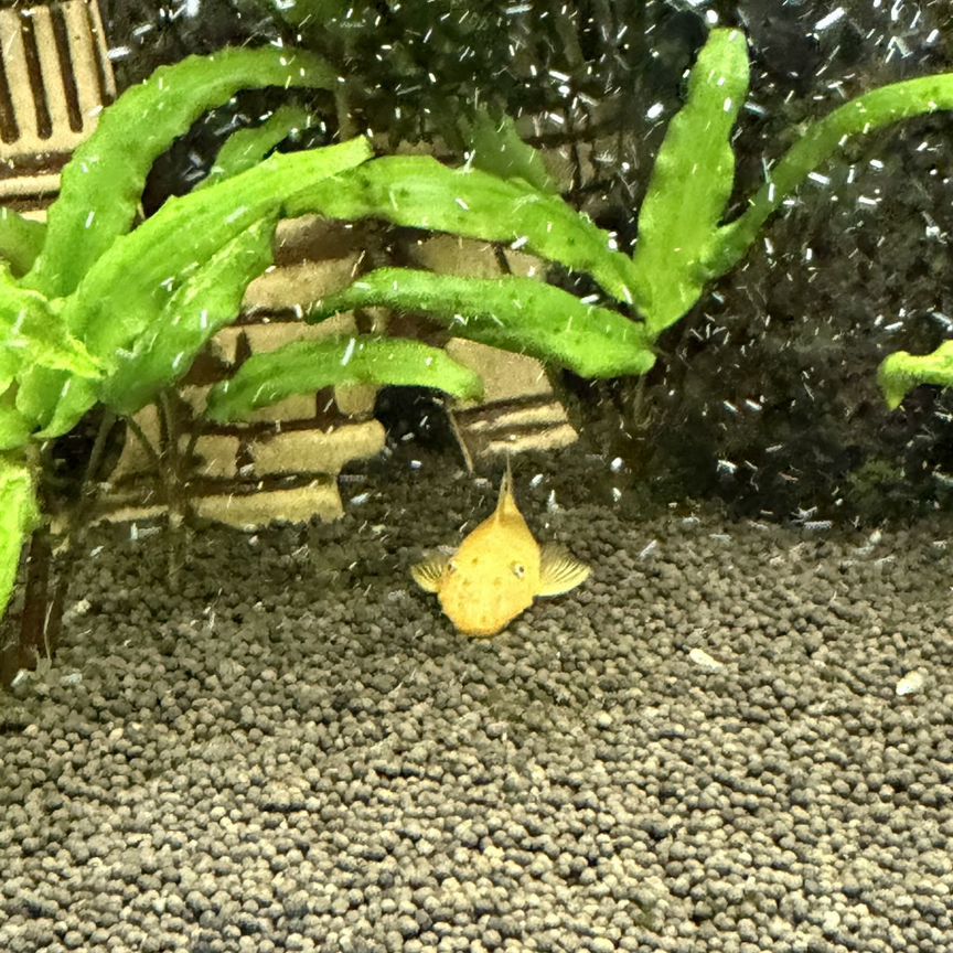 Рыбки, сомики