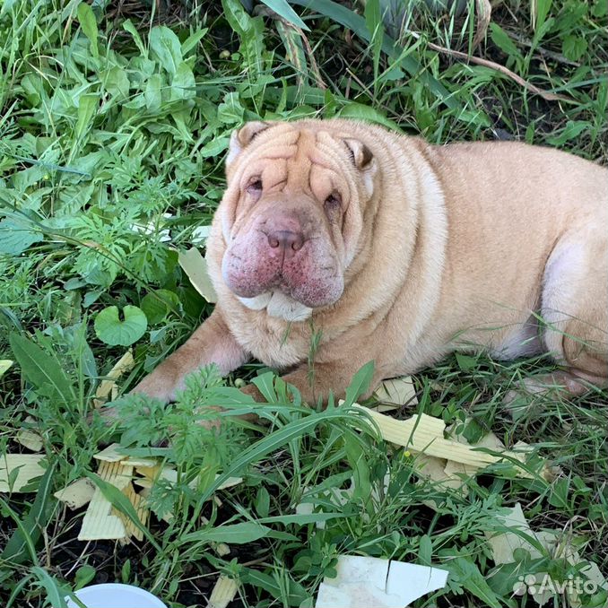 Найдена собака Шарпей