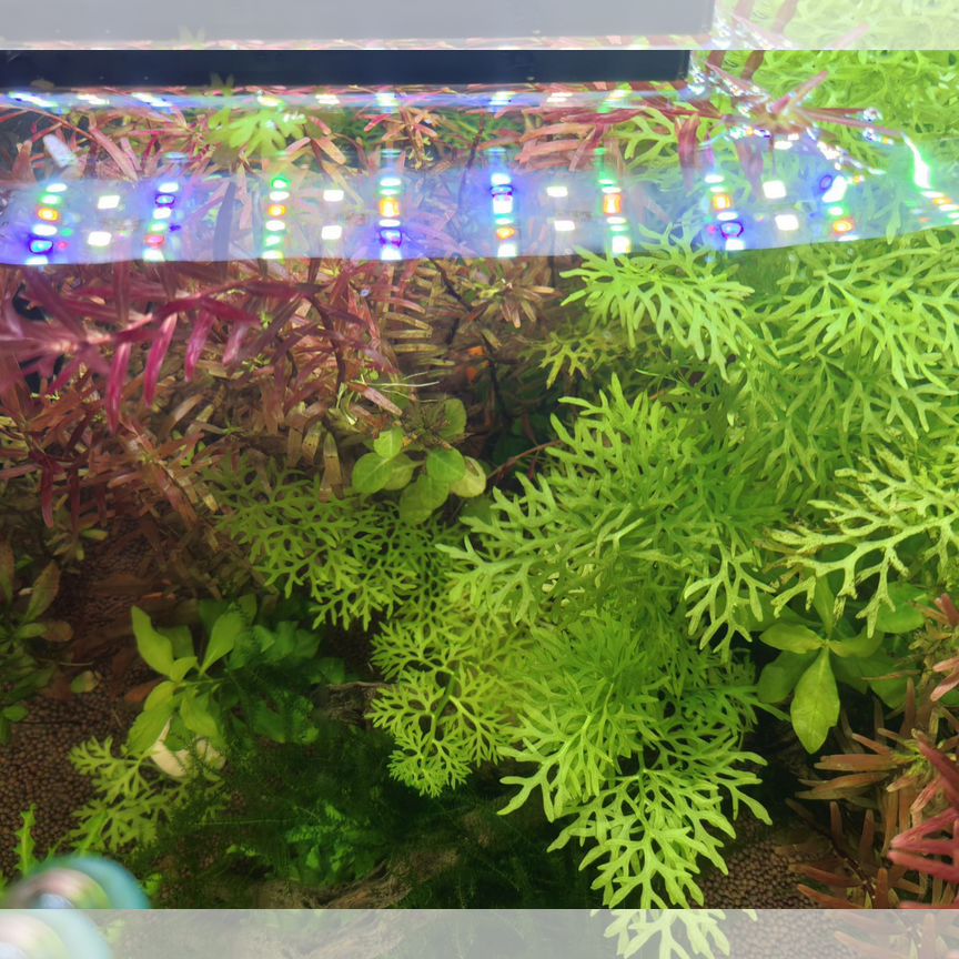 Растение Ротала и Папоротник