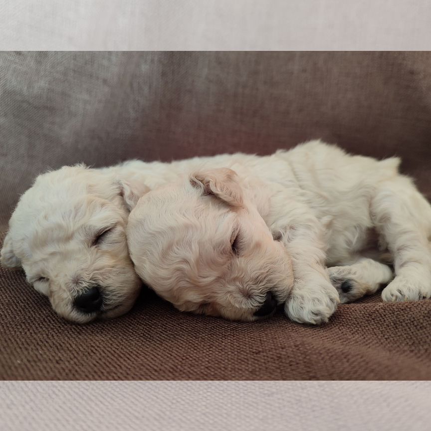 Той-пудель, щенок