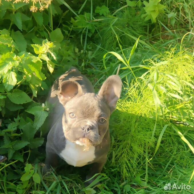 Эксклюзивная голубая булочка