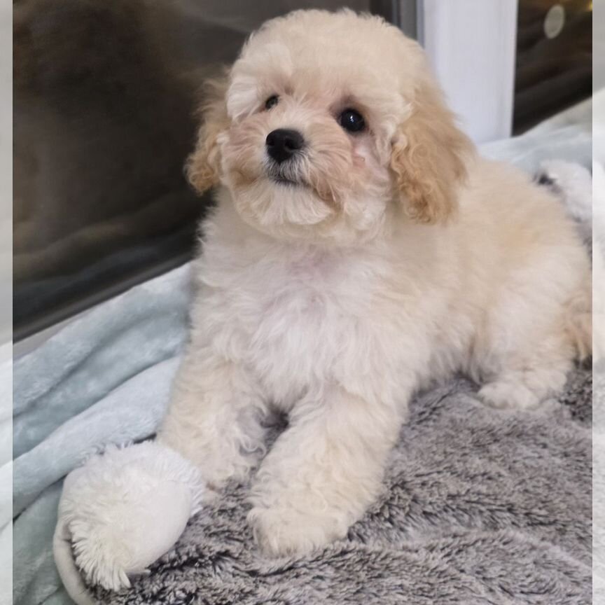 Мальтипу, щенок