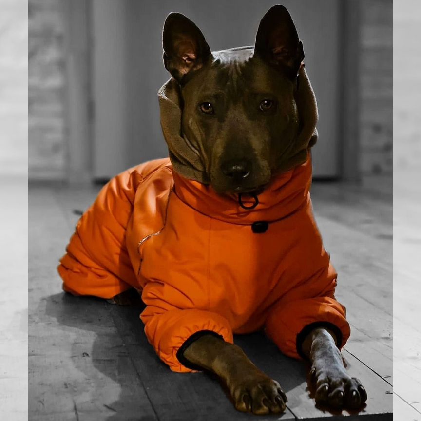 Тайский риджбек, взрослая собака