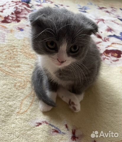 Шотландский вислоухий котенок