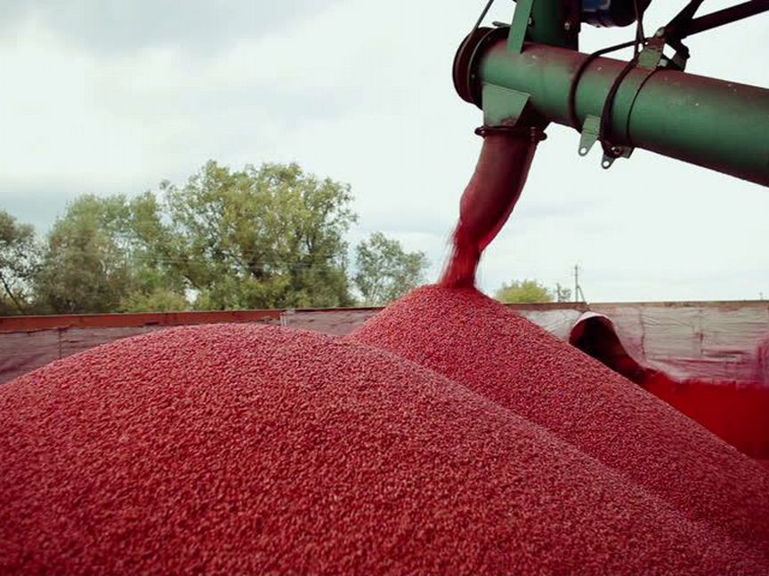 Отрава для мышей