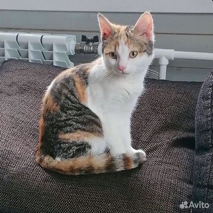 Алиса, очень ласковая кошечка-подросток в дар