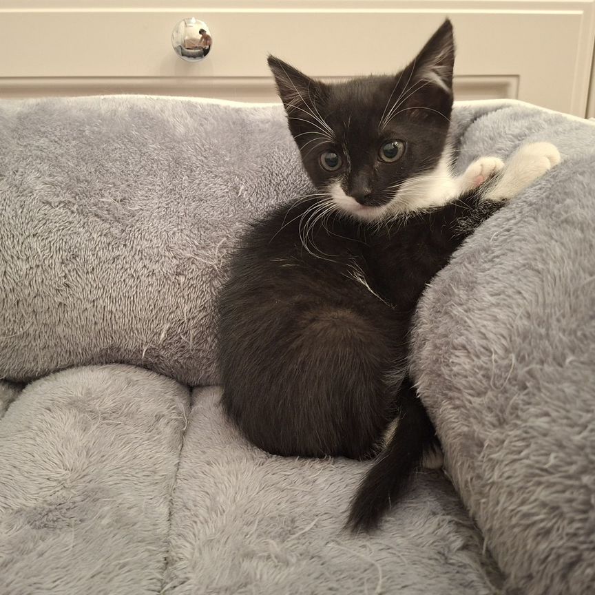 Котенок в добрые руки
