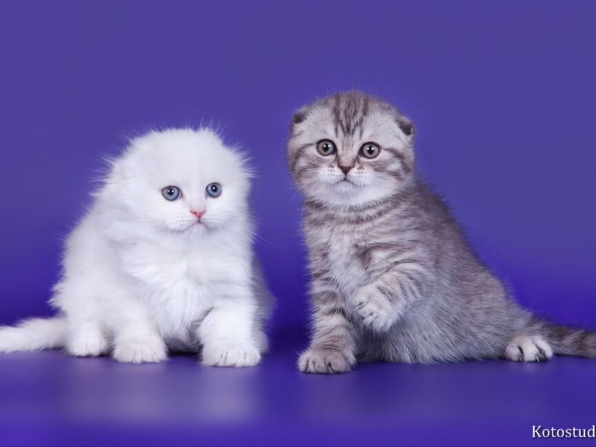 Питомник Шотландских кошек котенка