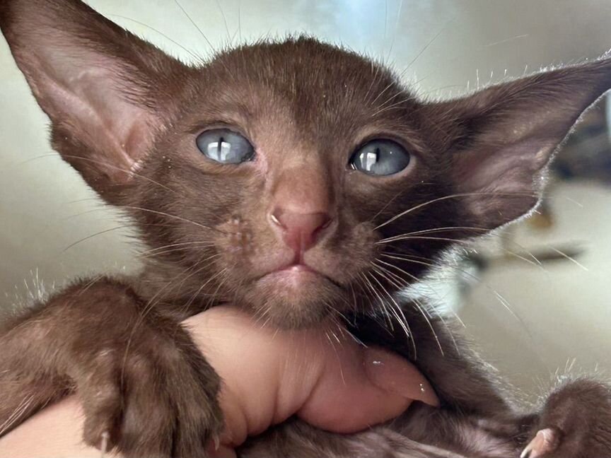 Роскошные ориенталы мальчики