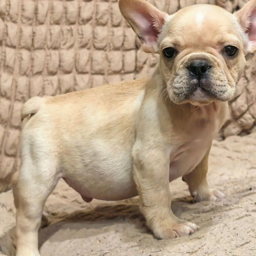 Французский бульдог, щенок