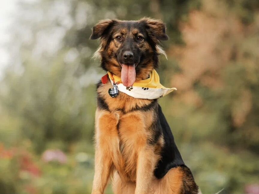 Милейшая собачка Лекси знает квартирное содержание