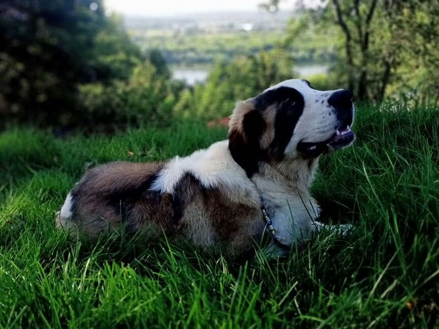 Московская сторожевая