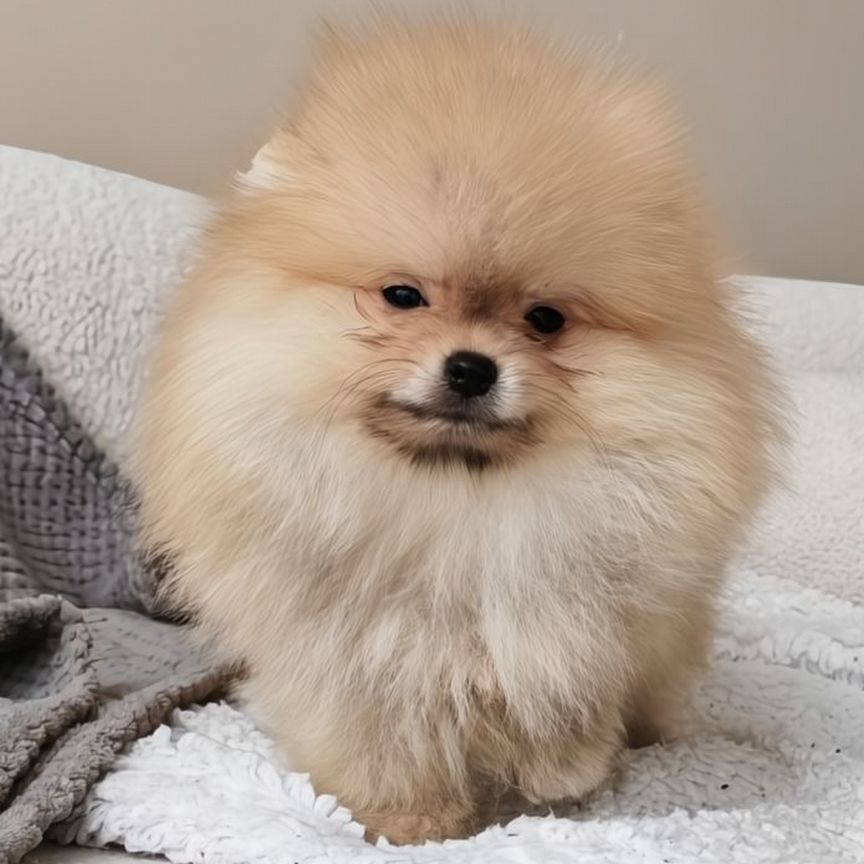 Померанский шпиц, щенок