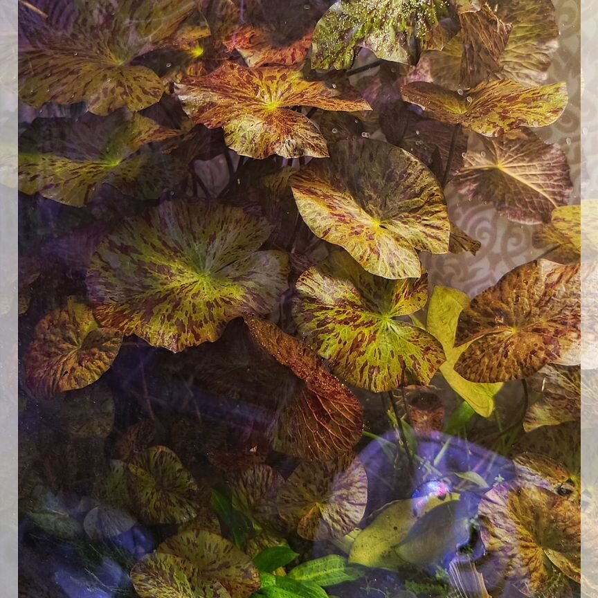 Нимфея Тигровый Лотос