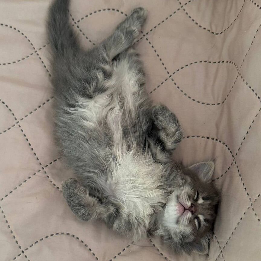 Сибирский котёнок