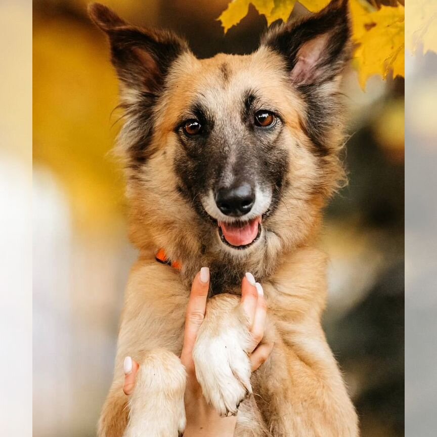 Взрослая собака в добрые руки