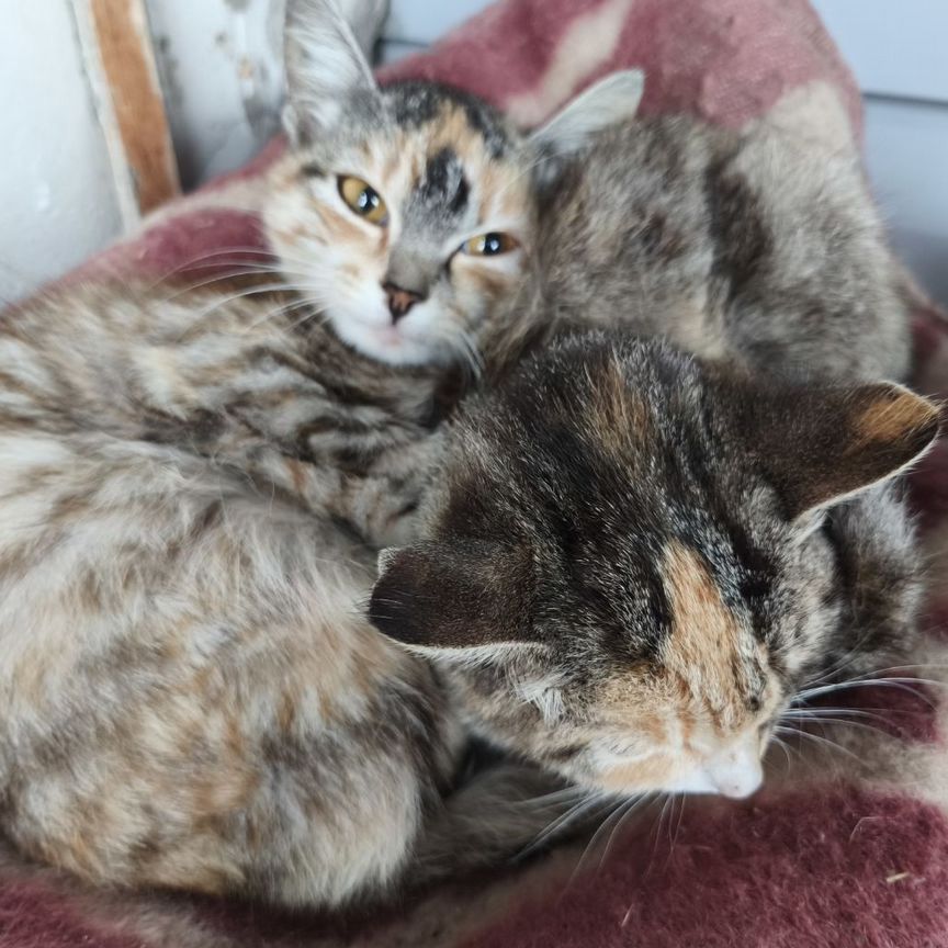 Котята в добрые руки бесплатно