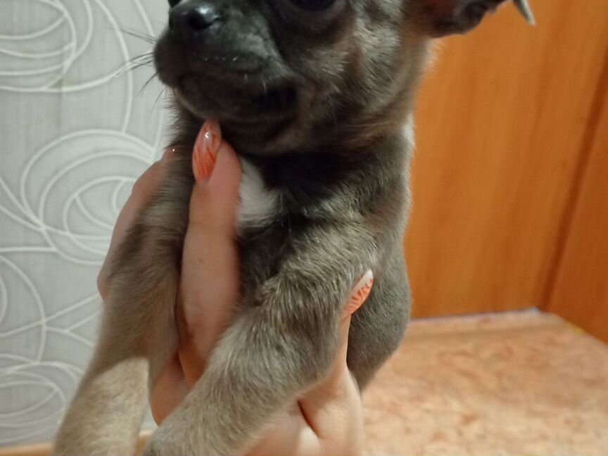 Щенок чихуахуа мальчик