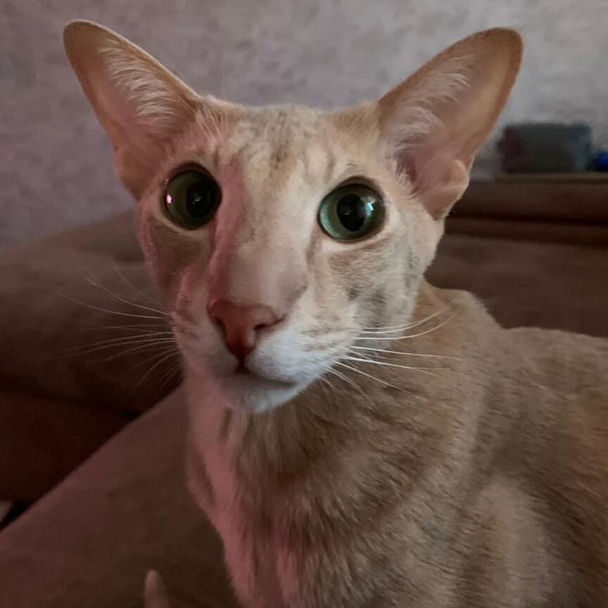 Ориентальный, взрослый кот