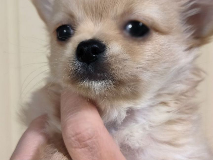 Щенки чихуахуа