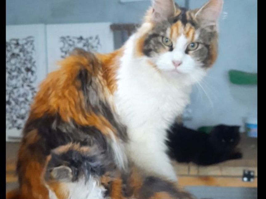 Мейн-кун в добрые руки