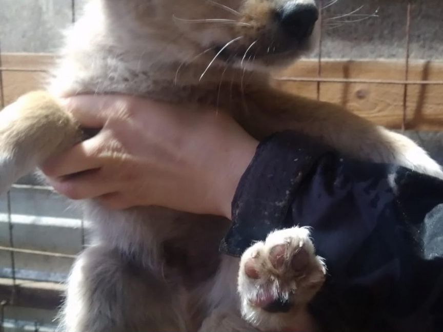 Щенок Моня в хорошую семью бесплатно