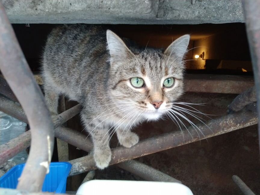 Котенок в добрые руки