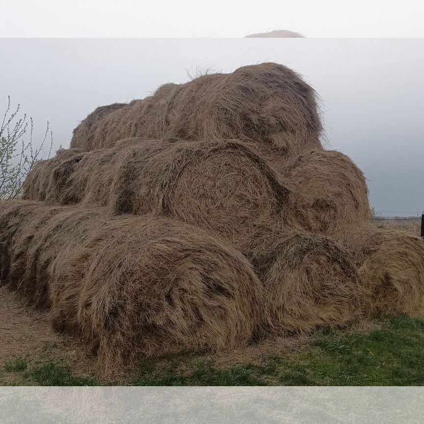 Продам сено в рулонах